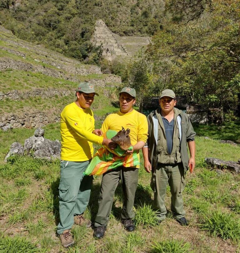 Guardaparques Rescatan a Venado Enano Que Cayó al Río en el Santuario ...